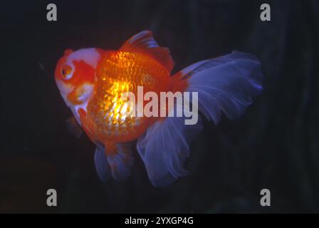 Oranda doubletail goldfish (Carassius auratus Stock Photo - Alamy