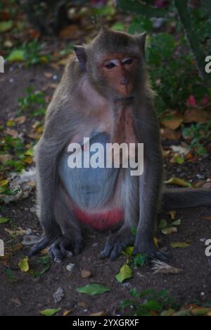 Crab-eating (AKA Long-tailed macaque) - Macaca fascicularis Stock Photo ...