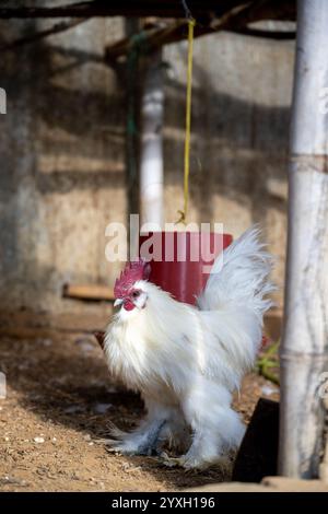 Fluffy White Rooster In A Rural Chicken Coop Stock Photo - Alamy