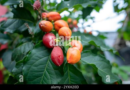 Peanut butter (Bunchosia armeniaca) ready to harvest Stock Photo - Alamy