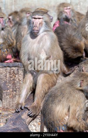 Baboons eat fruits, seeds, and insects. Photo taken in Kenya’s savanna ...