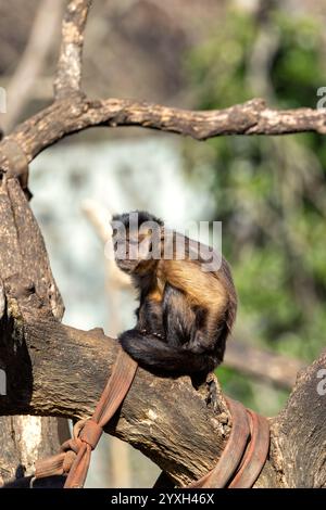 The Black-Capped Capuchin eats fruits, nuts, and insects. Photo taken ...