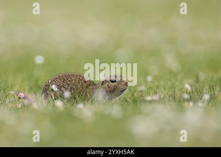 Ziesel in Blumenwiese Stock Photo - Alamy
