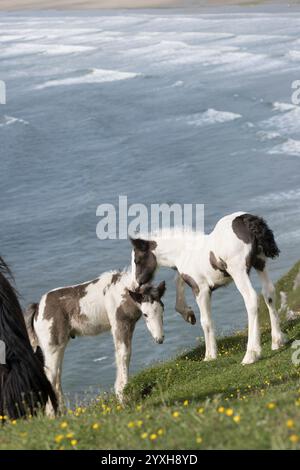Gypsy Vanner horse Gower Peninsula South Wales Stock Photo - Alamy