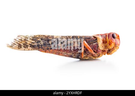 Crispy fried grasshoppers isolated on a white background. Insect ...