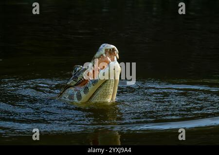 Caiman with head raised eating a small fish Stock Photo - Alamy