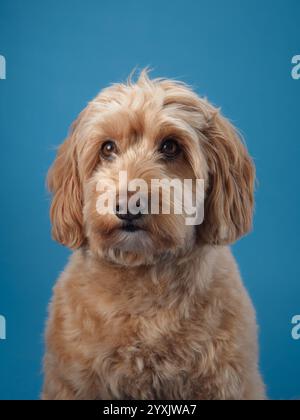 A Labradoodle with curly fur looks forward with a neutral expression ...