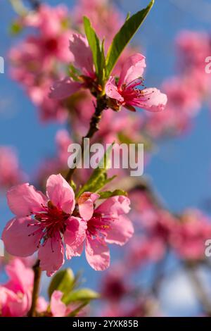 Peach tree blossom, tender pink flowers in spring on blue sky ...