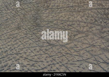 Prepared elephant skin texture in a museum Stock Photo - Alamy