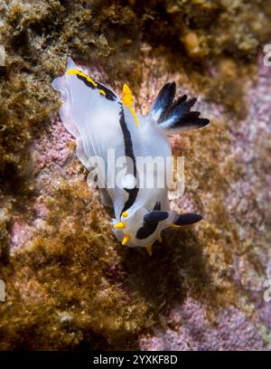 A Crowned nudibranch (Polycera capensis) underwater on the reef with ...
