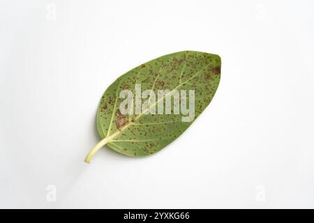 Rubber tree rust disease Stock Photo - Alamy