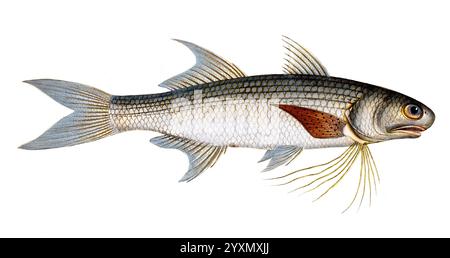 Fisch, Fische, Gattung der Fadenflossen, Polynemus plebeius, Historisch ...