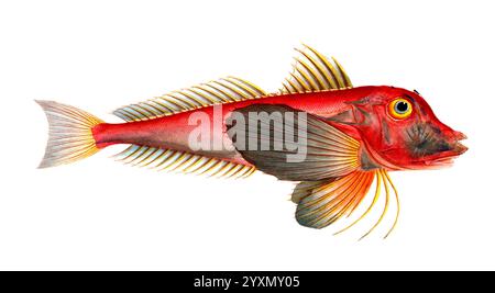 Trigla lyra, or Piper Gurnard Stock Photo - Alamy