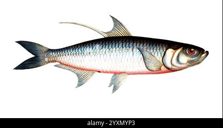 Indo Pacific tarpon, Fish, Megalops cyprinoides, Tarpon Indo Pacific or ...