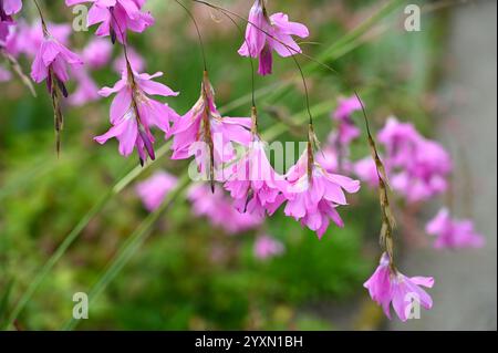 Dierama Angel's fishing rod Wandflower Stock Photo - Alamy