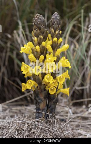 Yellow cistanche, Cistanche phelypaea, flower, growing on the beach ...