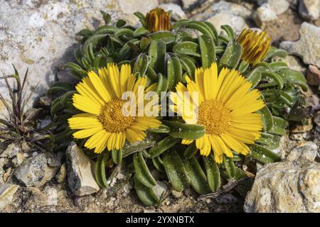 Perennial beach star, Asteriscus maritimus, flower, yellow, Portugal ...