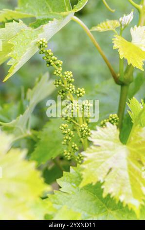 Closeup shot of a vine with flowering grapes in the garden Stock Photo ...