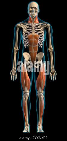 Frontal view of male superficial network of muscles, with labels Stock ...