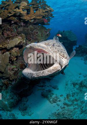 Potato grouper (Epinephelus tukula) with open mouth, solid blue ...