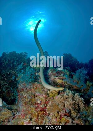 olive sea snake, Aipysurus laevis, free swimming, and scuba diver, Kei ...