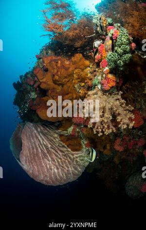 Ascidian Biodiversity, Indonesia Coral Reef Stock Photo - Alamy
