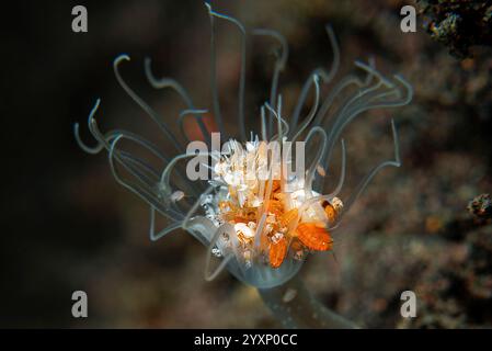 Flower-shaped grey hydroid hosting a cluster of white and orange ...