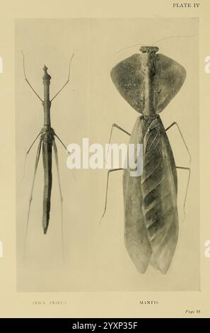 Stick insect with camouflage for among the branches. During the ...