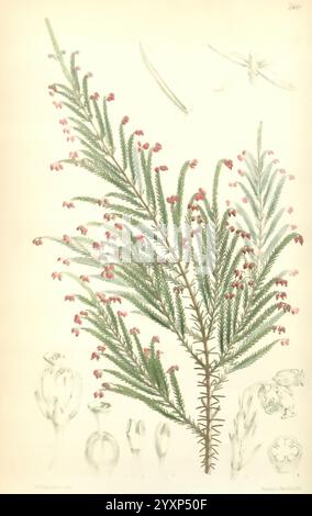 Pine Leaf Structure Stock Photo - Alamy