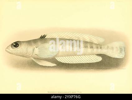 A 1905 study on deep-sea holothurians (sea cucumbers), based on ...