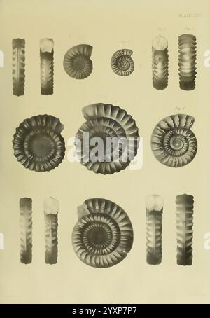 Monograph on the Lias Ammonites of the British Islands London Printed ...