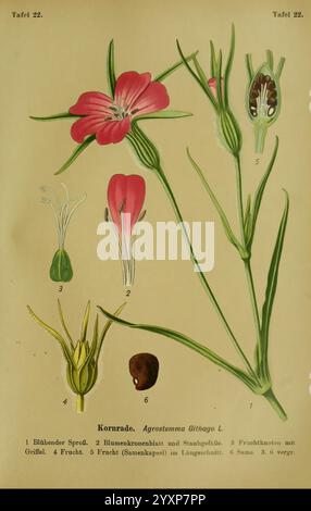 Corn Cockle, Agrostemma githago, also known as Common Corn-Cocle, wild ...