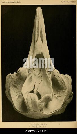 Cuvier's beaked whale ziphius cavirostris skeleton Stock Photo - Alamy
