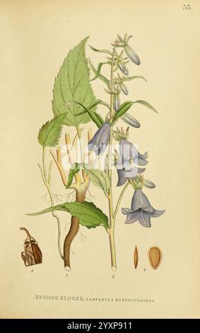 Campanula rapunculoides, also known as creeping bellflower, with its ...