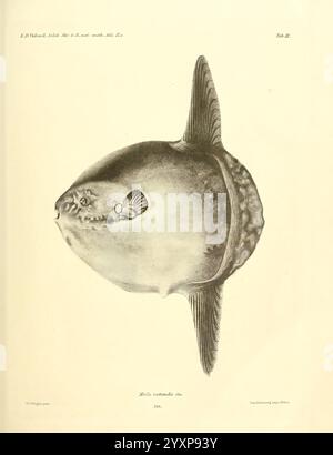 Mola mola 1898 Stock Photo - Alamy