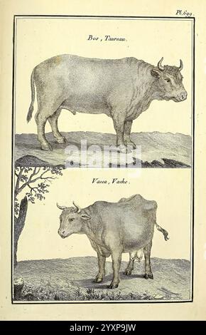 Two anatomical figures, 1764/1765.. A standing dissected man showing ...
