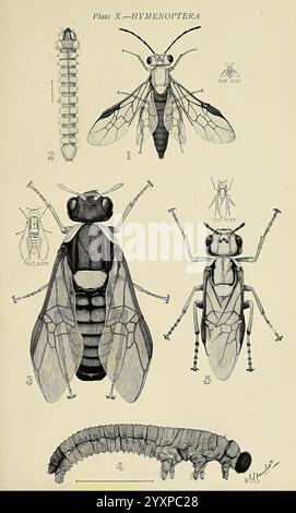 Australian insects, Sydney, W. Brooks 1907, male, female, Australia ...