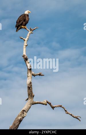 Bald Eagle sitting high atop a tree. Special effect added Stock Photo ...