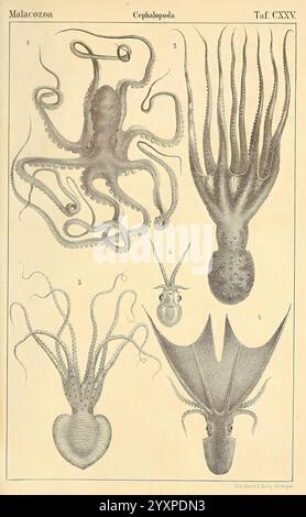 Cephalopods are a diverse class of marine mollusks known for their ...