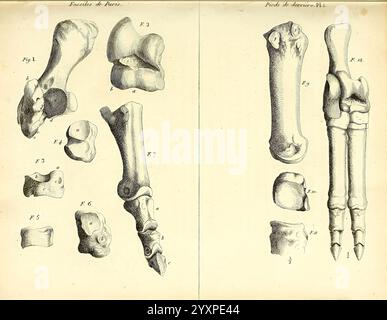 This study on the skeletal structure of vertebrates focuses on the ...