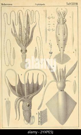 An illustration of cephalopods from 'The Cephalopoda,' showcasing ...