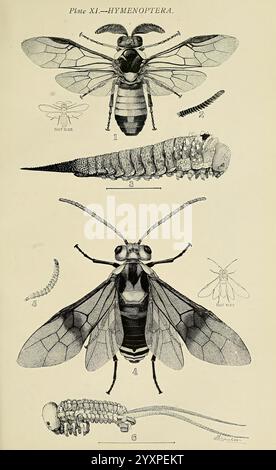Australian insects Sydney W. Brooks 1907 male female Australia insects ...