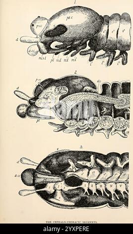 The anatomy, physiology, morphology, and development of the blowfly ...