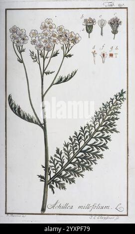 The image features *Achillea millefolium*, commonly known as yarrow ...