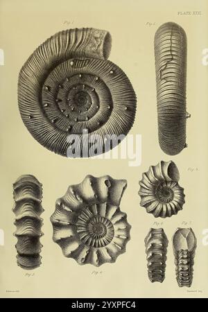 Monograph on the Lias Ammonites of the British Islands London Printed ...