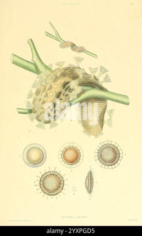 A monograph of the fresh-water polyzoa, London, Ray Society, 1856 ...