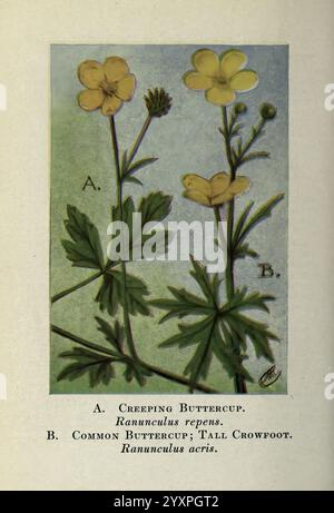 Leaves foliage of Creeping Buttercup / Ranunculus repens growing around ...