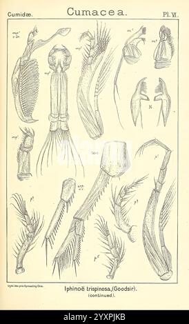An anatomical illustration of Cumacea, a group of small crustaceans ...