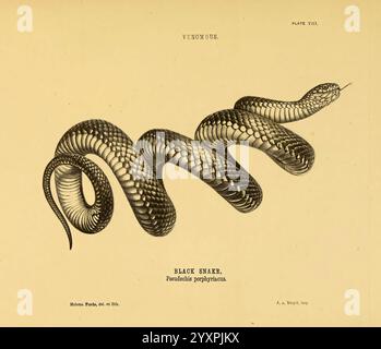 The snakes of Australia Sydney, T. Richards, Government Printer, 1869 ...