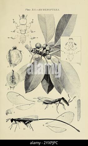 Australian insects Sydney W. Brooks 1907 Australia insects Podacanthus ...